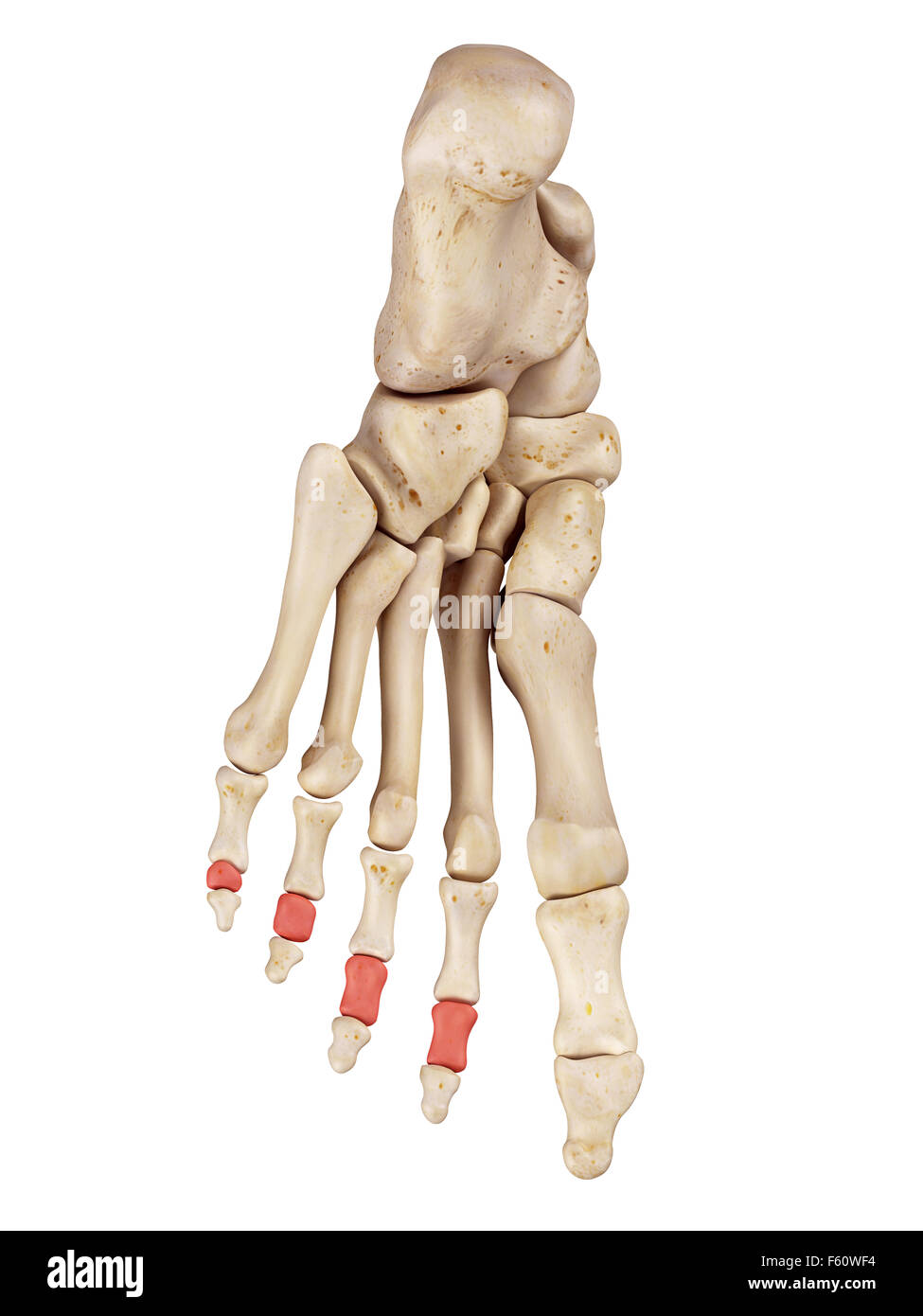 Middle phalanx hi-res stock photography and images - Alamy