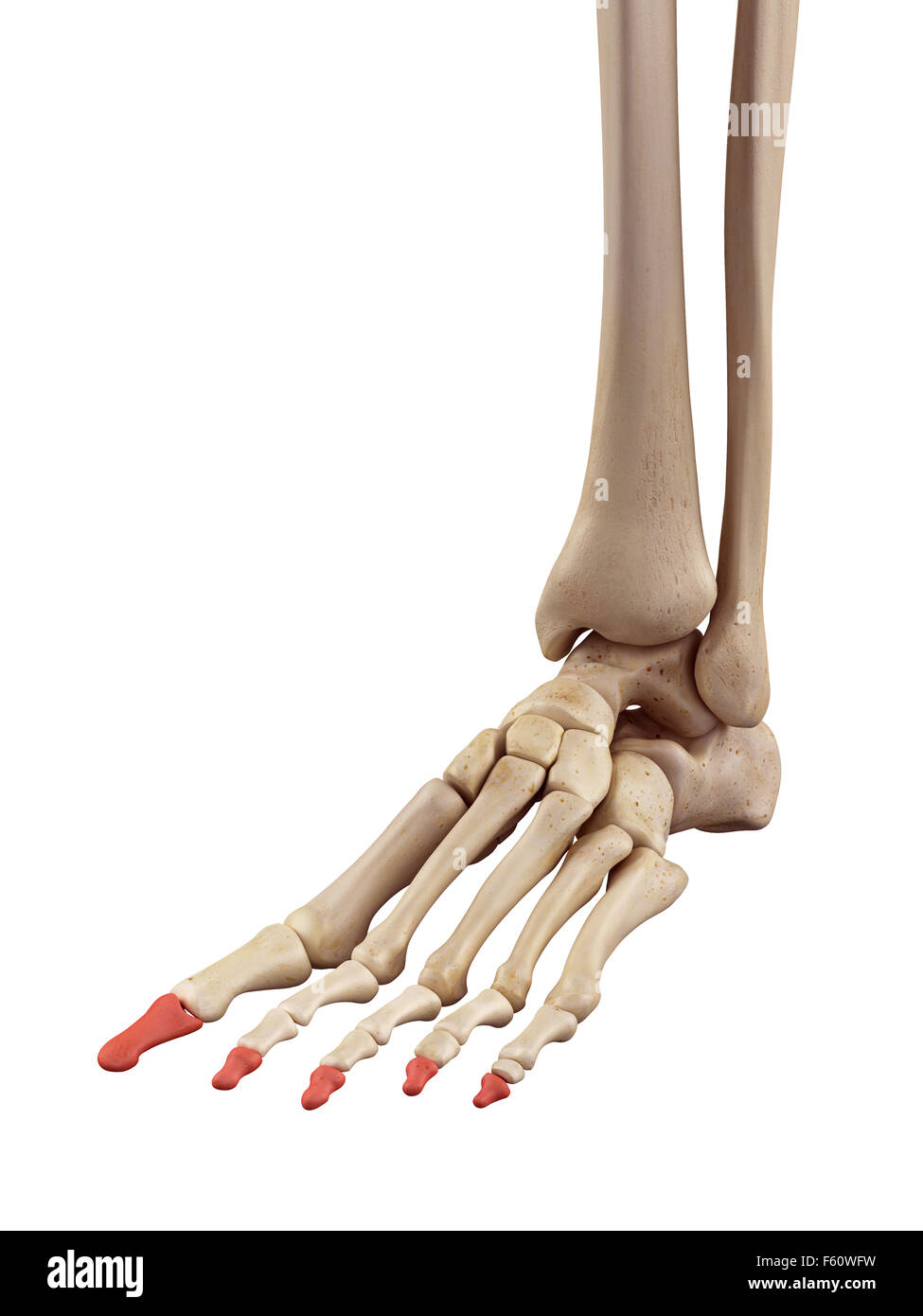 Distal Phalanx Foot