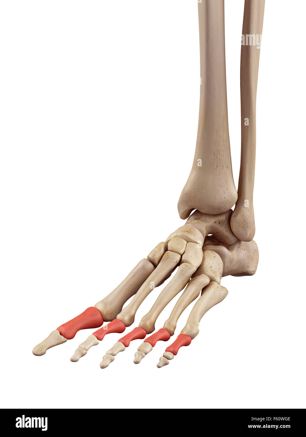 Proximal phalanx hi-res stock photography and images - Alamy