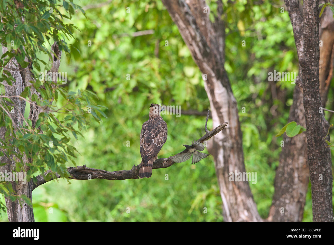 The image of Changeable eagle ( Spizaetus cirrhatus ) attacked by White ...