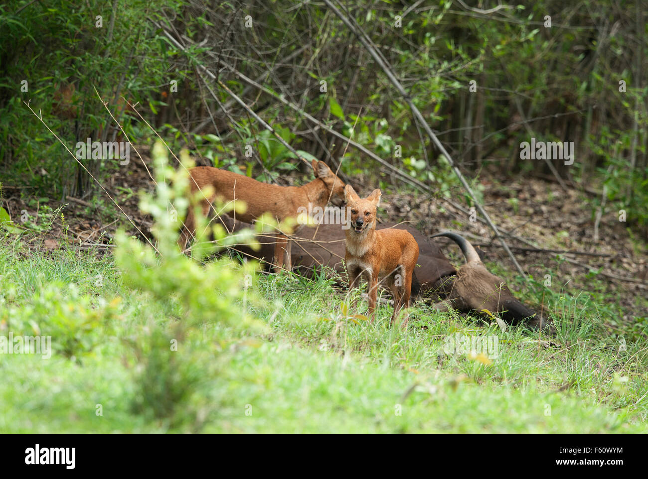 The image of Asiatic wild dog ( Cuon alpinus ) was take in Tadoba ...