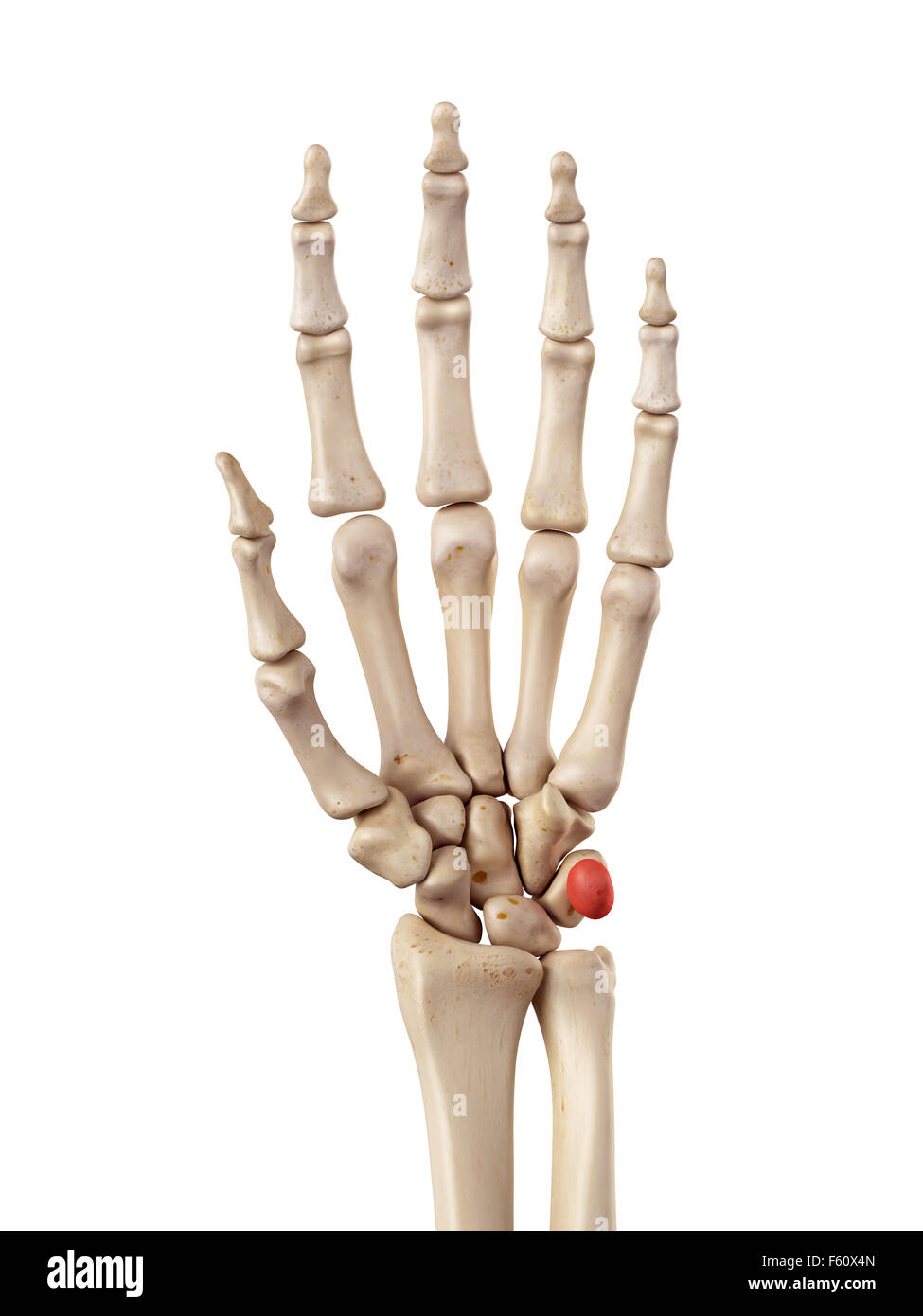 Medical Accurate Illustration Of The Pisiform Bone Stock Photo Alamy Medical Accurate Illustration Of The Pisiform Bone Stock Photo Alamy