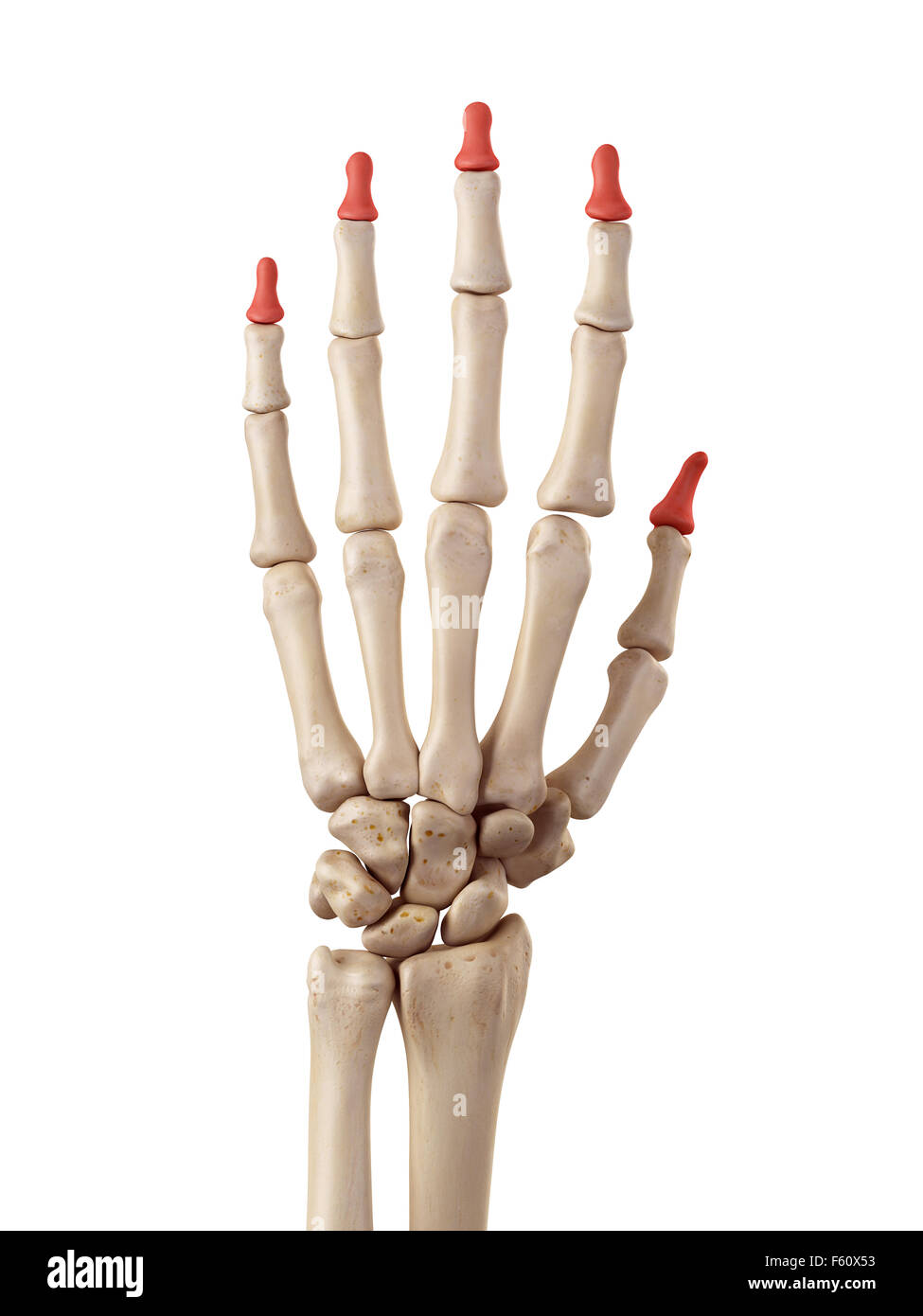 Hand phalanx hi-res stock photography and images - Alamy