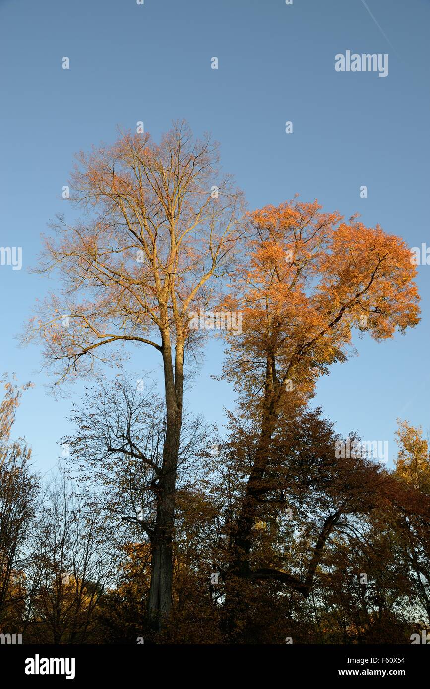 Autumn tree at dusk Stock Photo - Alamy