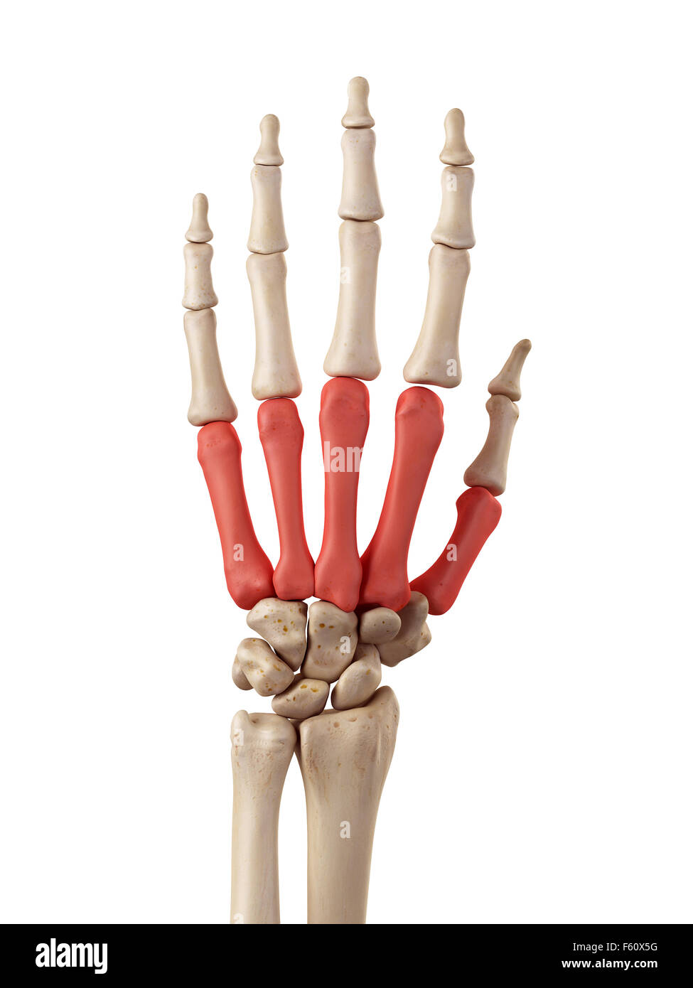 Metacarpal hi-res stock photography and images - Alamy