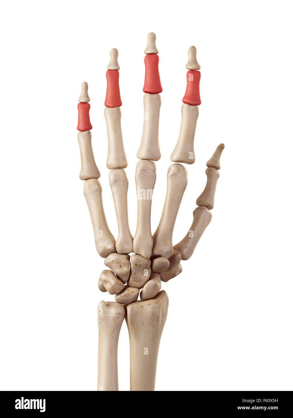 Right Hand Bone Anatomy
