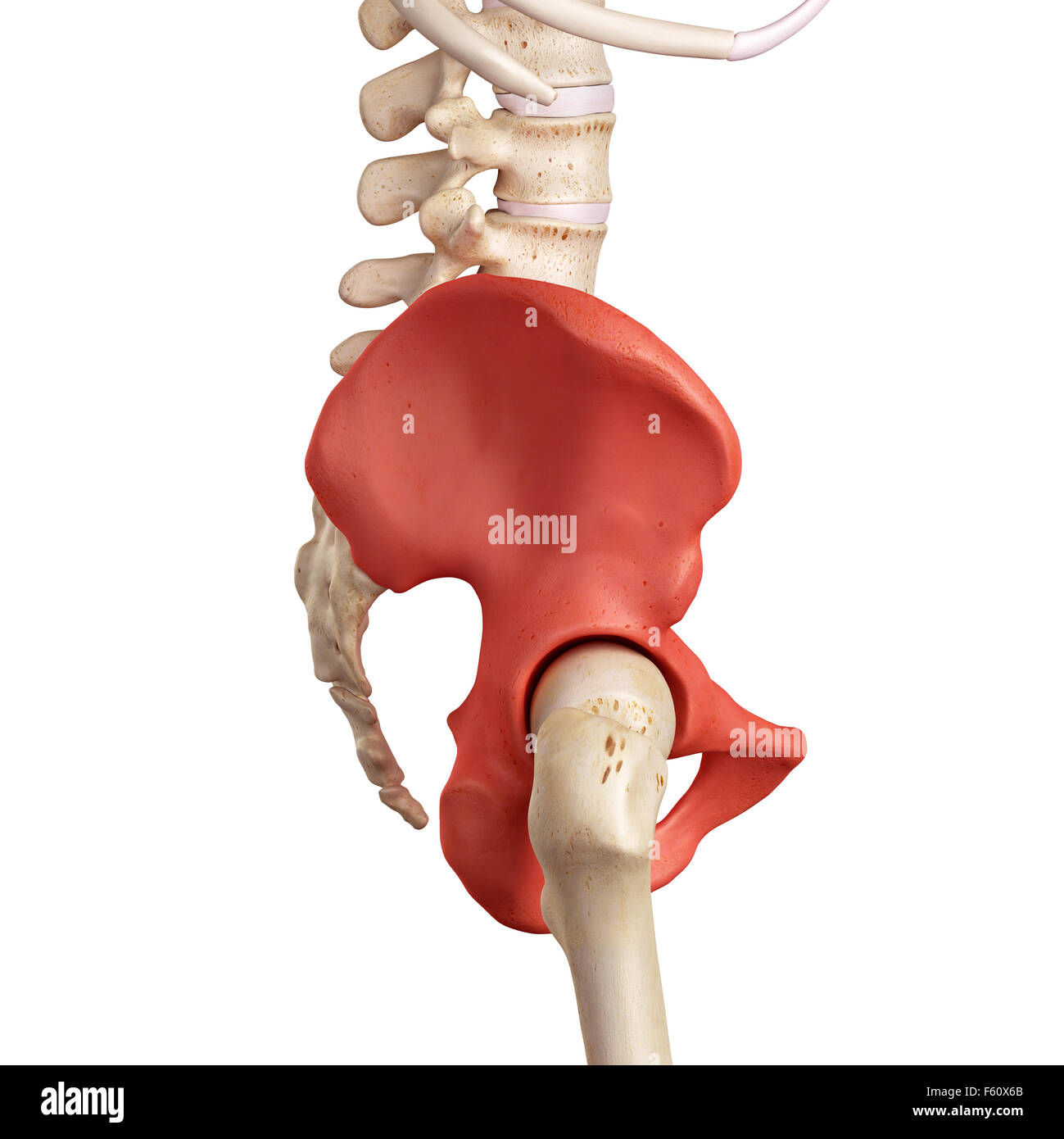 medical accurate illustration of the hip bone Stock Photo - Alamy