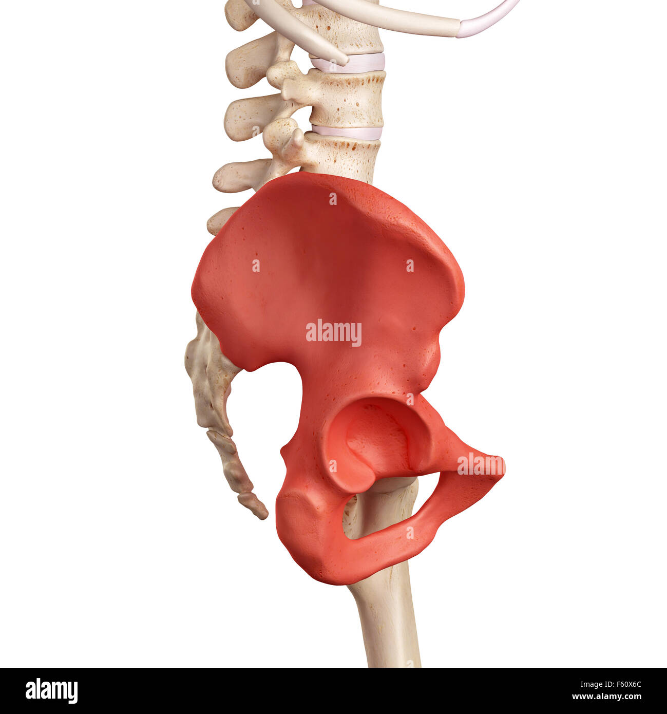 Illustration of the hip bone anatomy hi-res stock photography and ...