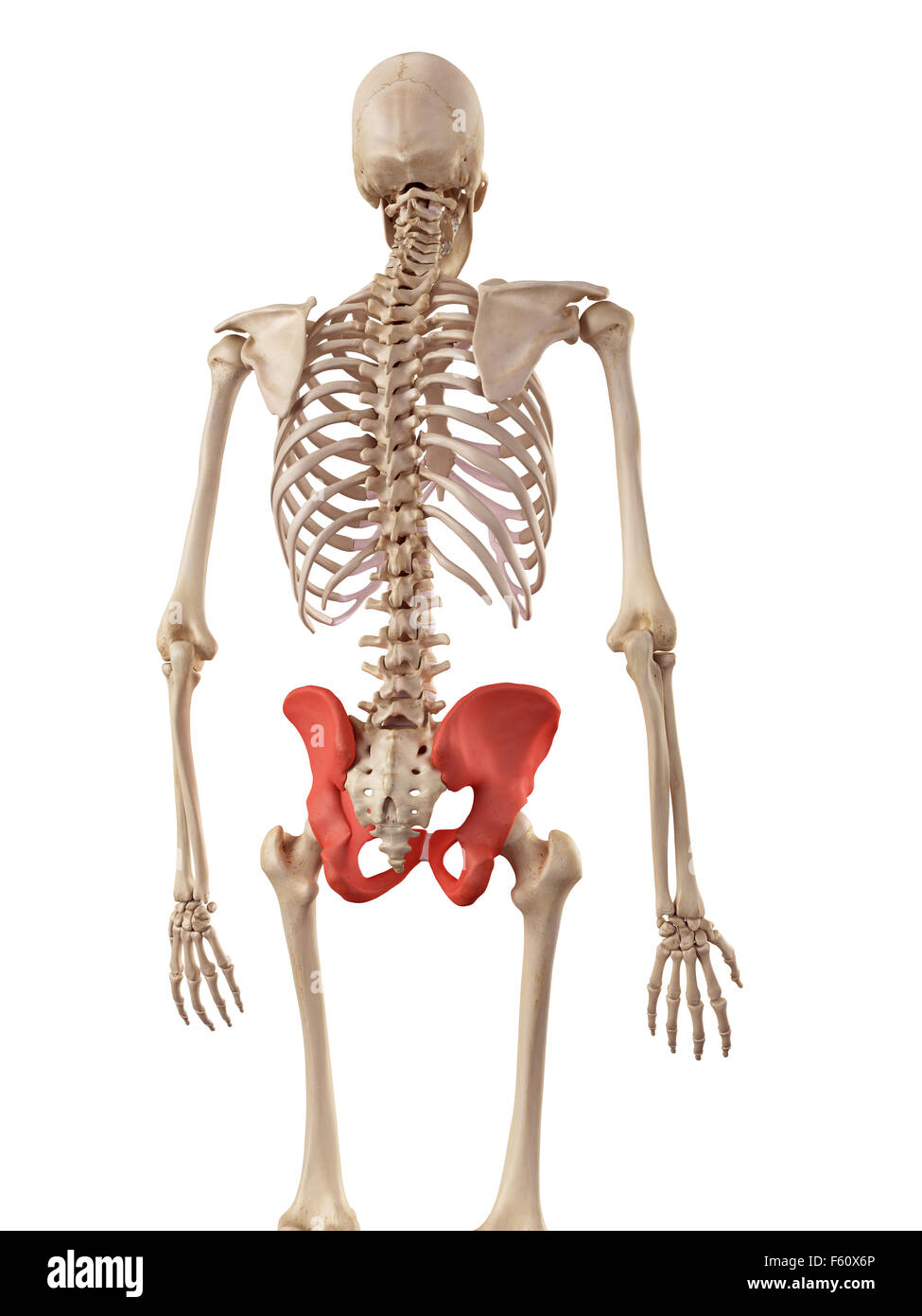 Posterior Hip High Resolution Stock Photography and Images - Alamy