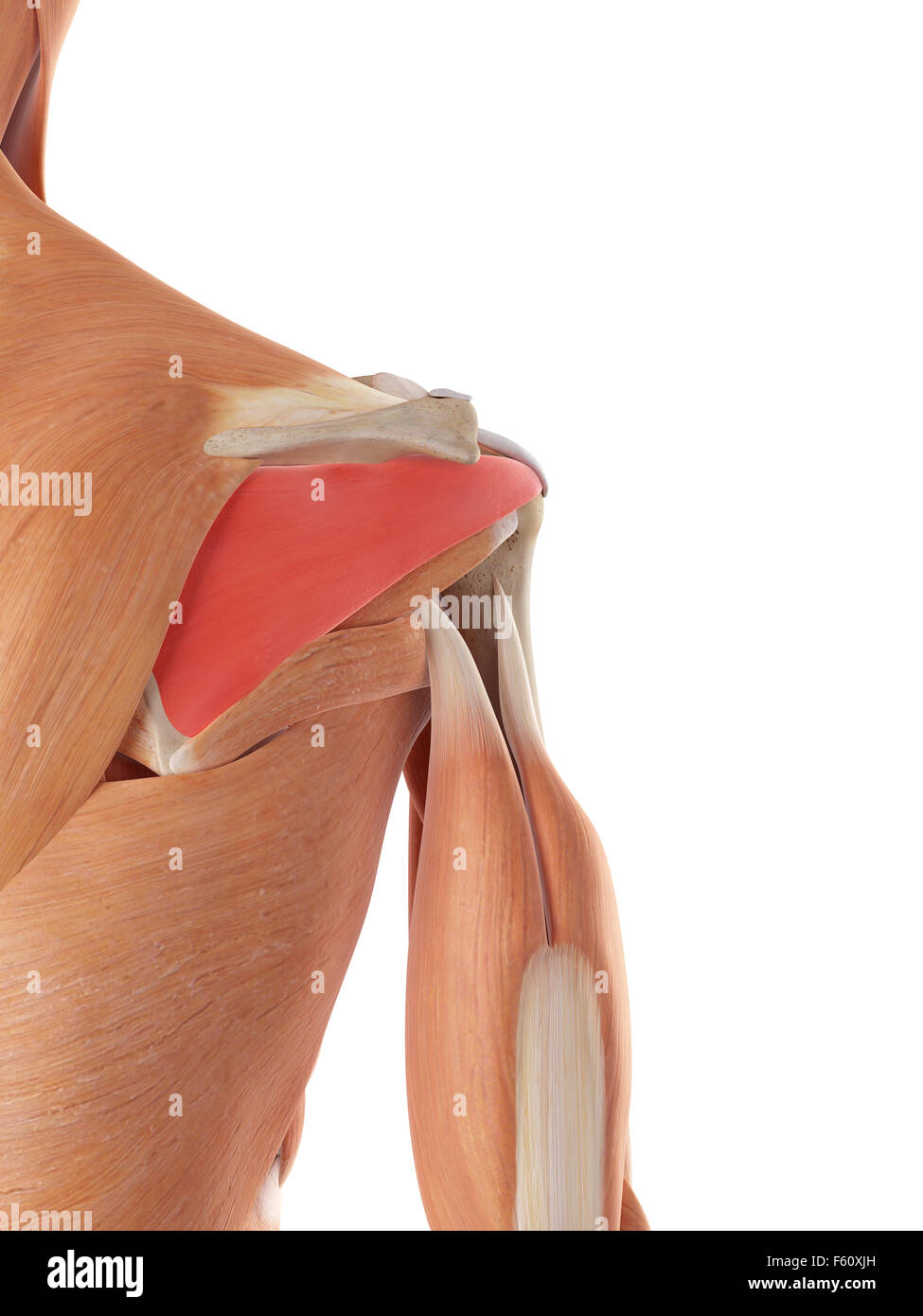 medically accurate illustration of the infraspinatus Stock Photo - Alamy