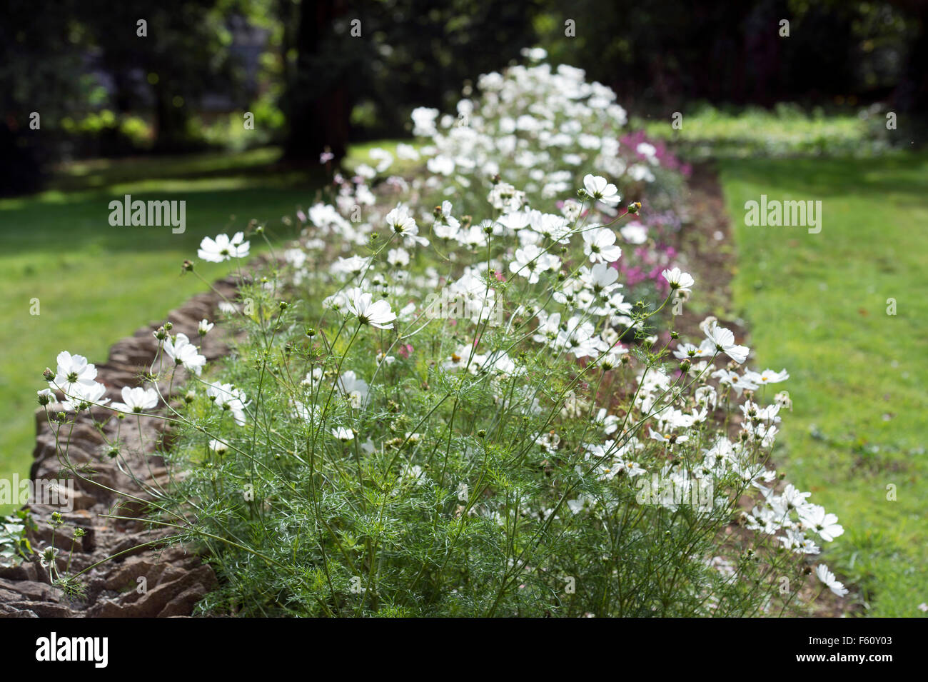Cosmos bipinnatus growing by a Cotswold stone wall UK Stock Photo - Alamy