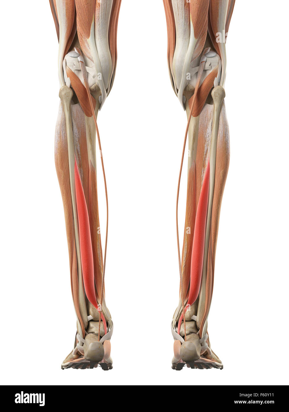 Flexor Hallucis High Resolution Stock Photography and Images - Alamy