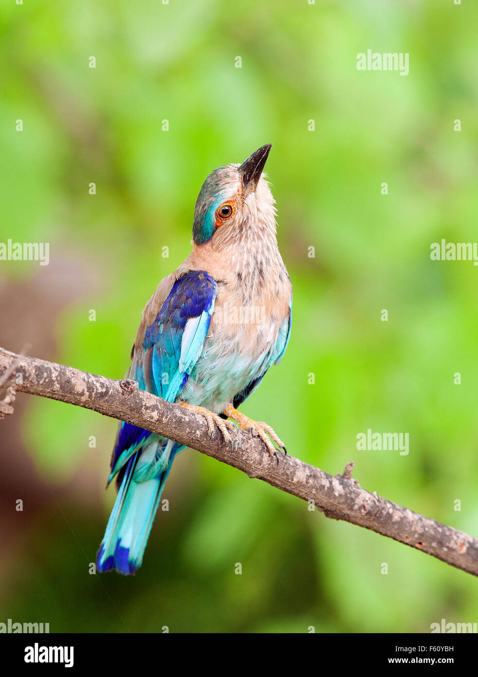 Indian roller bird hi-res stock photography and images - Alamy
