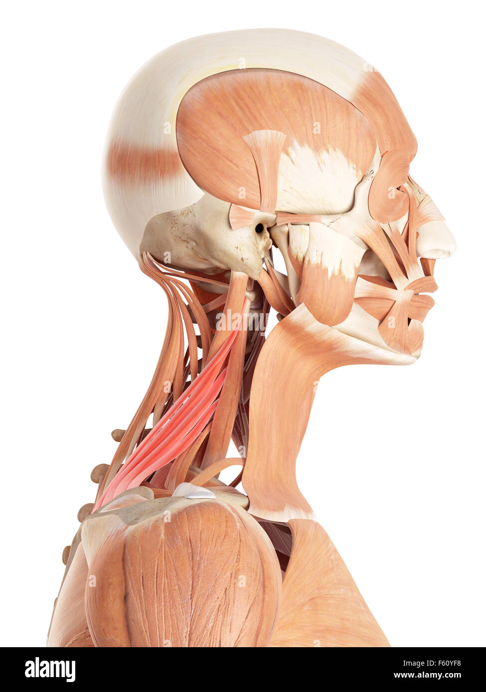 Levator scapularis muscle hi-res stock photography and images - Alamy
