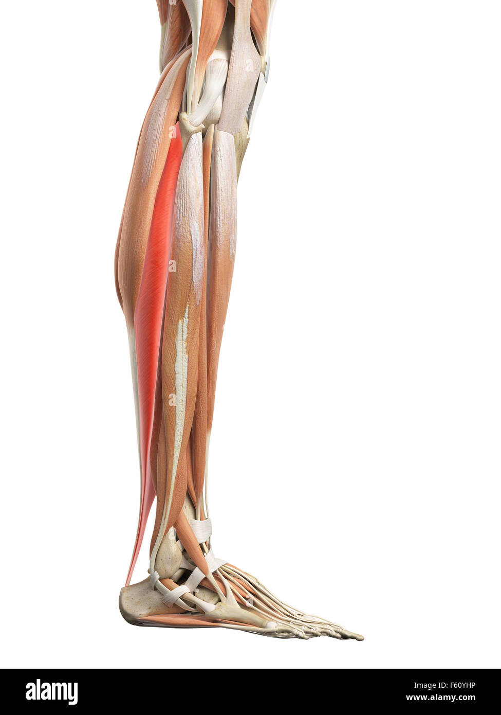 medically accurate illustration of the soleus Stock Photo - Alamy