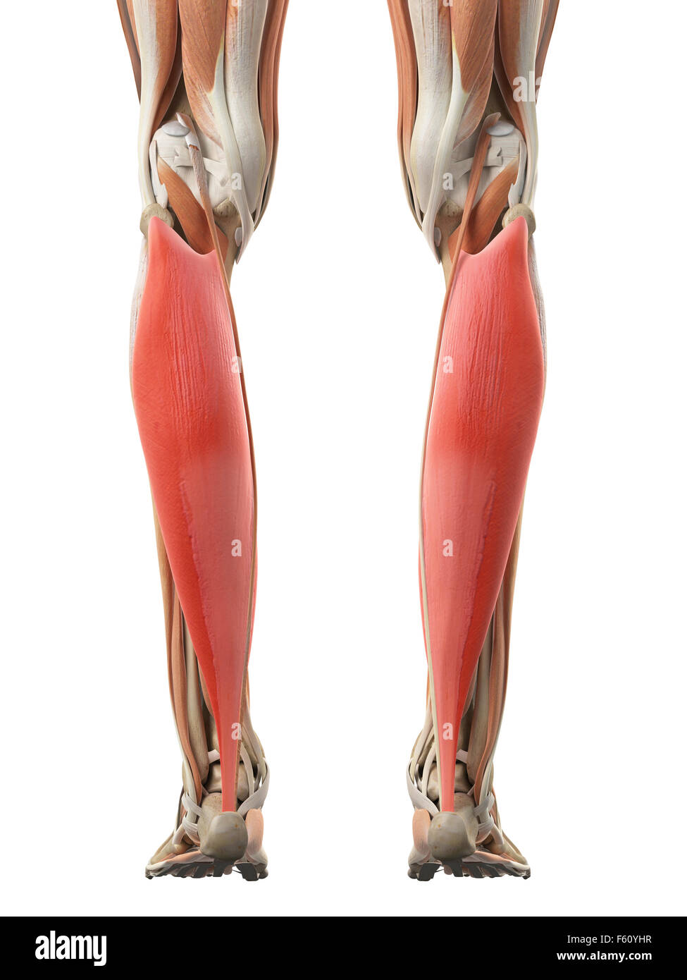 Soleus hi-res stock photography and images - Alamy