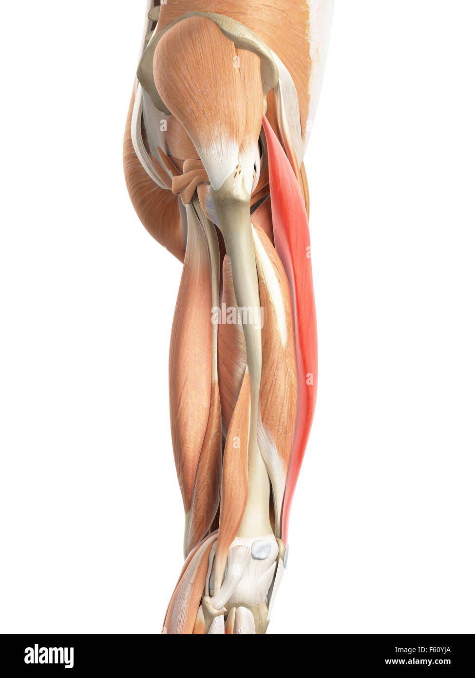 Rectus femoris hi-res stock photography and images - Alamy
