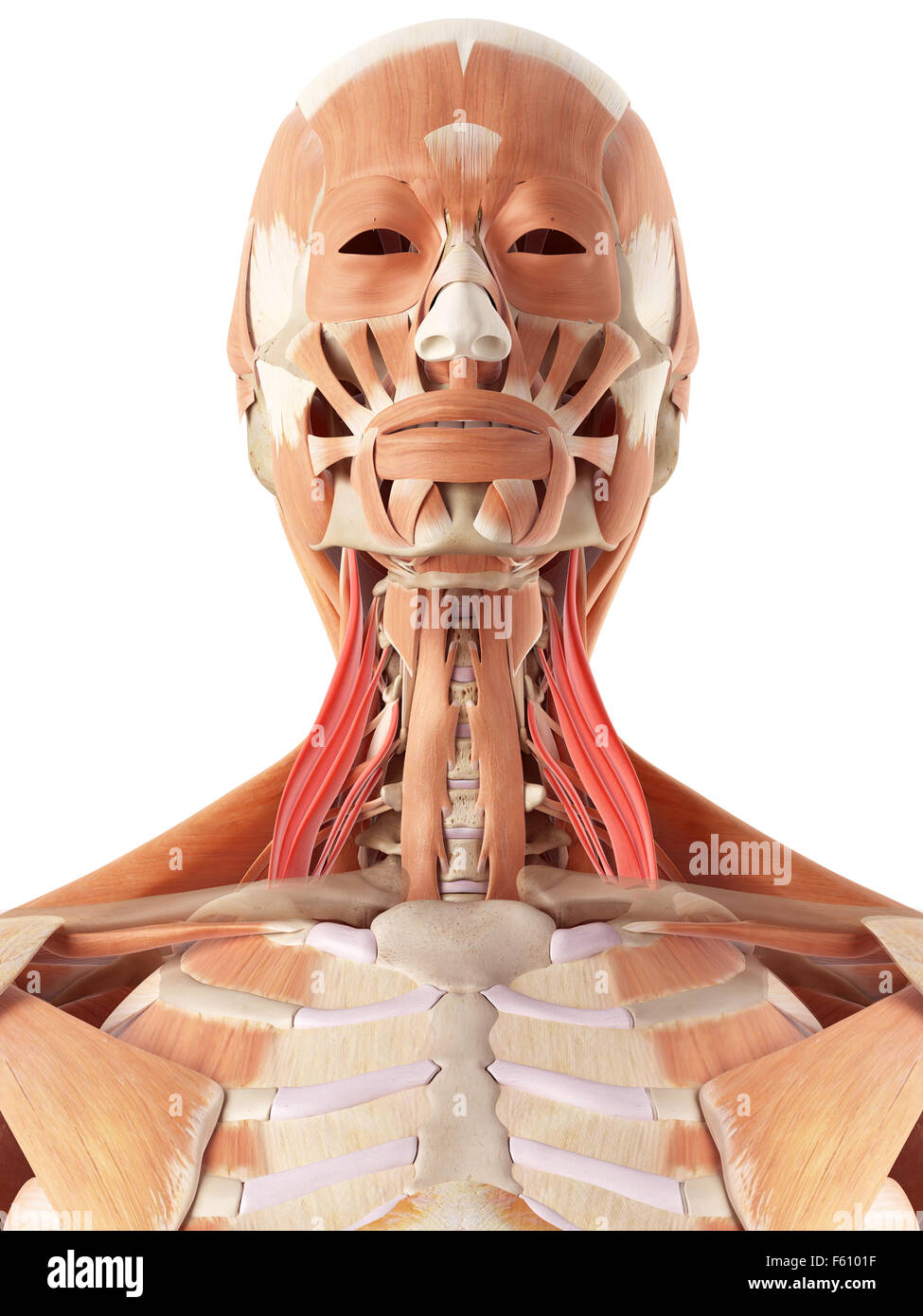 Scalene Triangle Anatomy