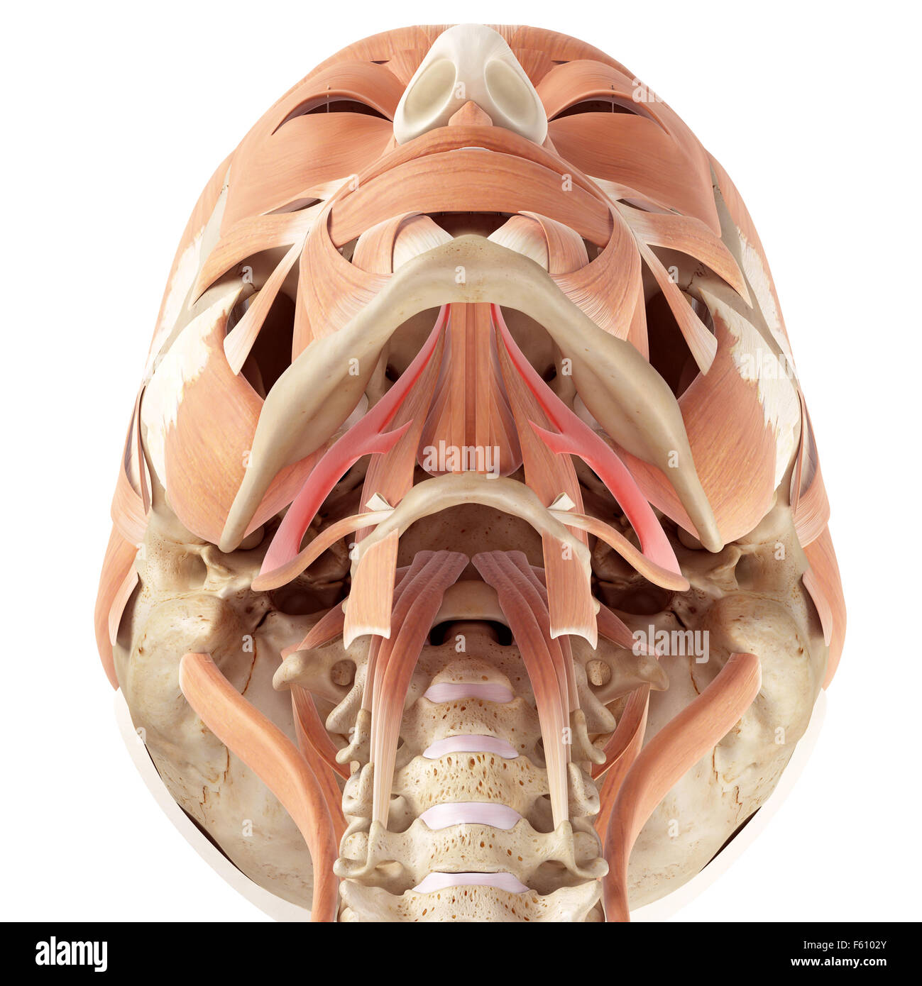 medically accurate illustration of the styloglossus Stock Photo - Alamy