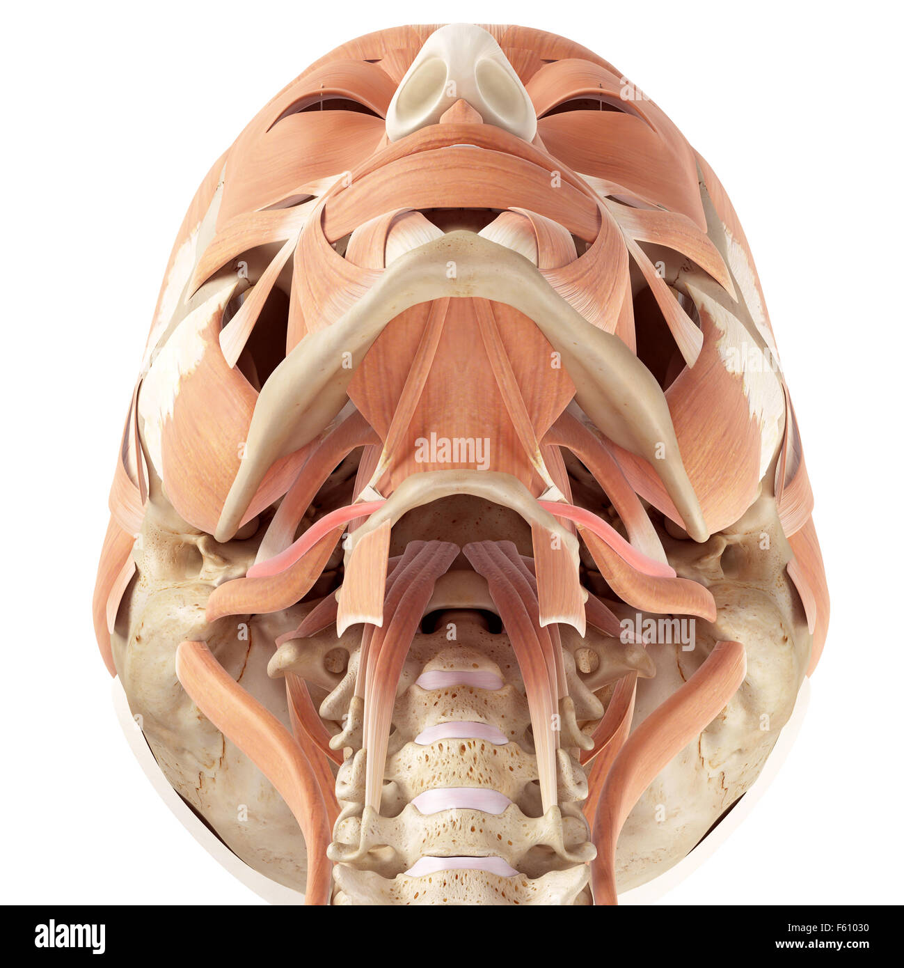 Stylohyoid muscle hi-res stock photography and images - Alamy