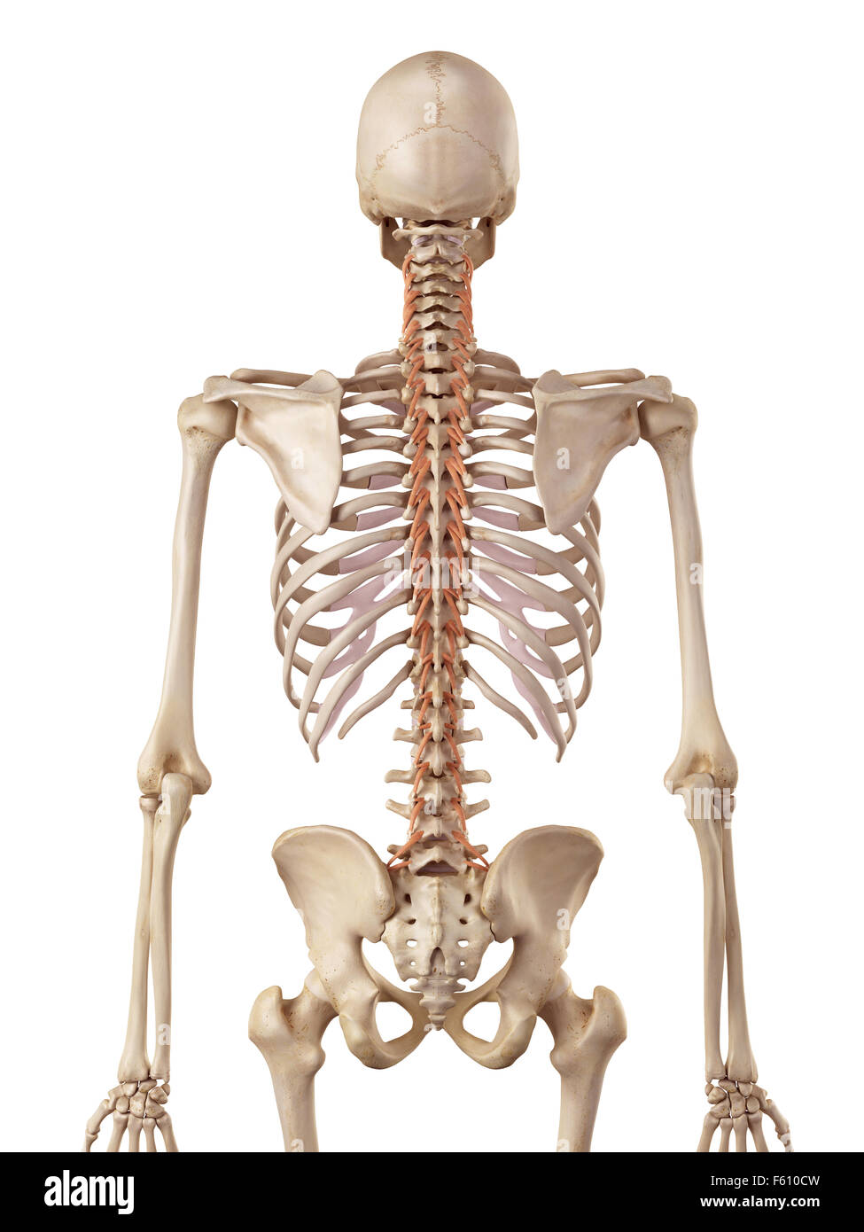 medical accurate illustration of the rotatores Stock Photo - Alamy