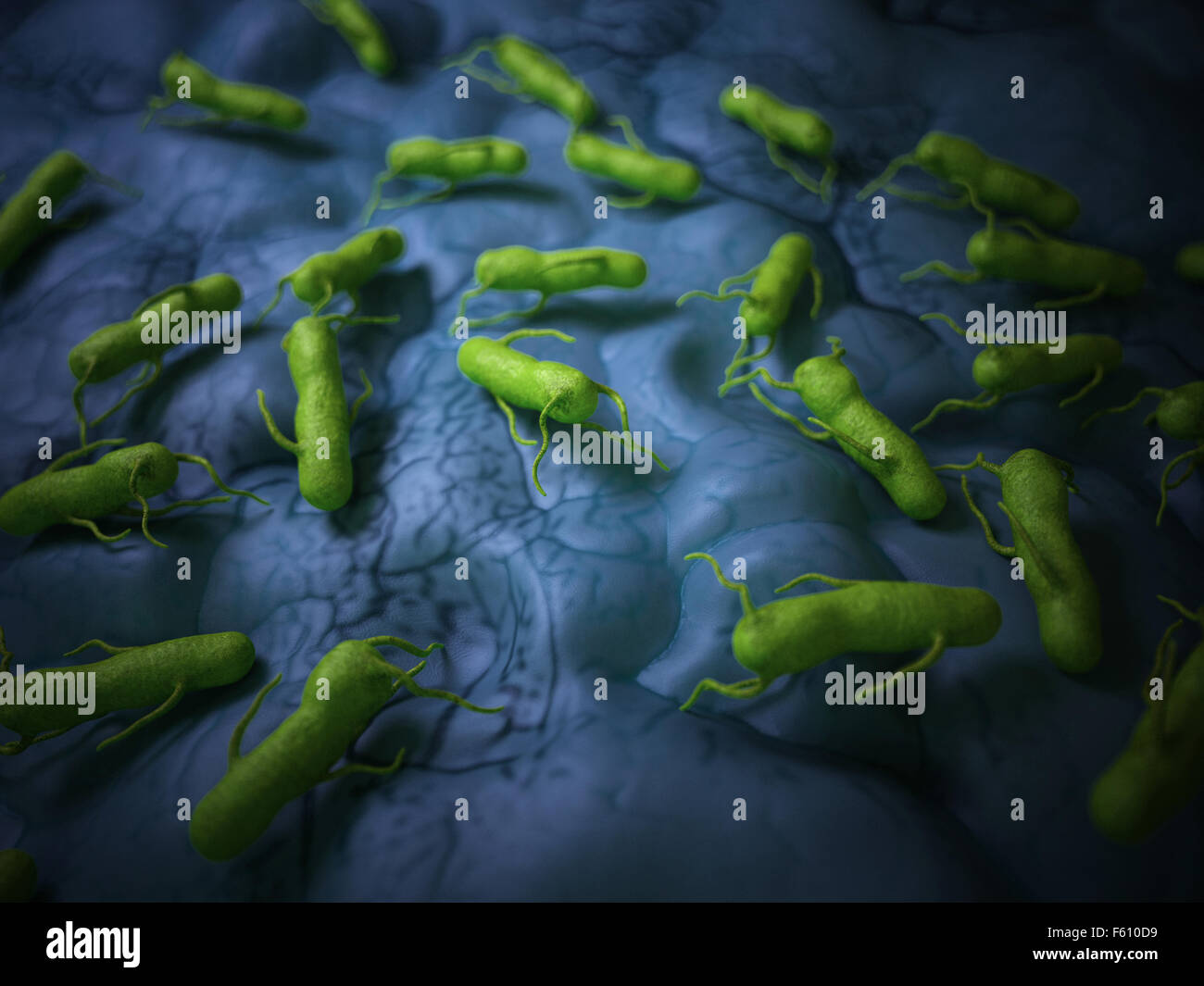 medical bacteria illustration of the salmonella Stock Photo - Alamy