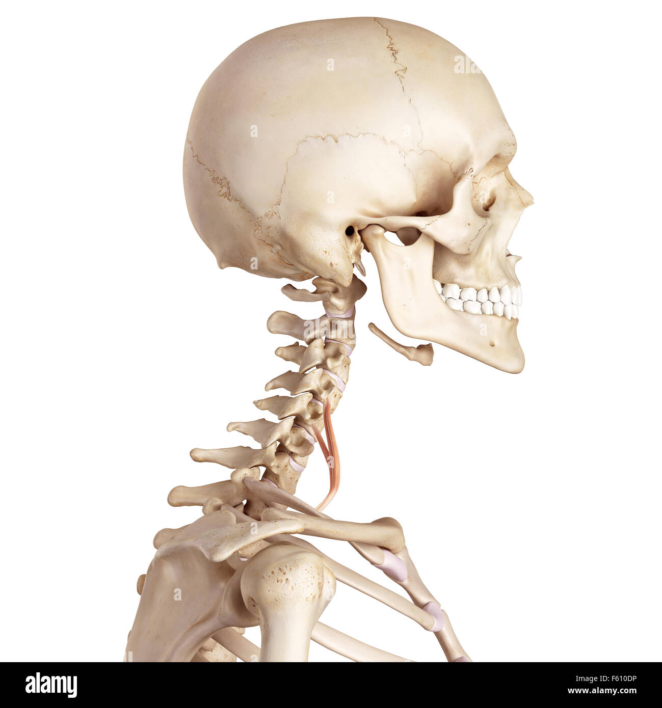 medical accurate illustration of the scalene anterior Stock Photo - Alamy