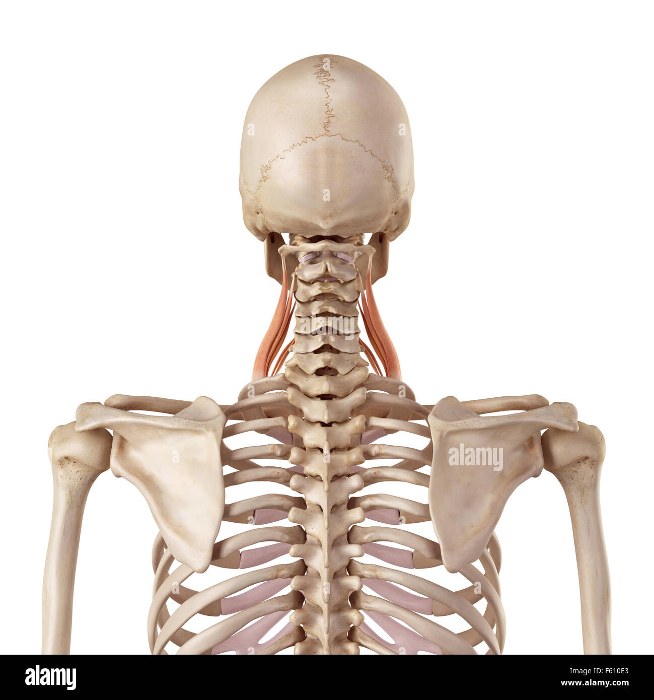Scalene Muscle High Resolution Stock Photography and Images - Alamy