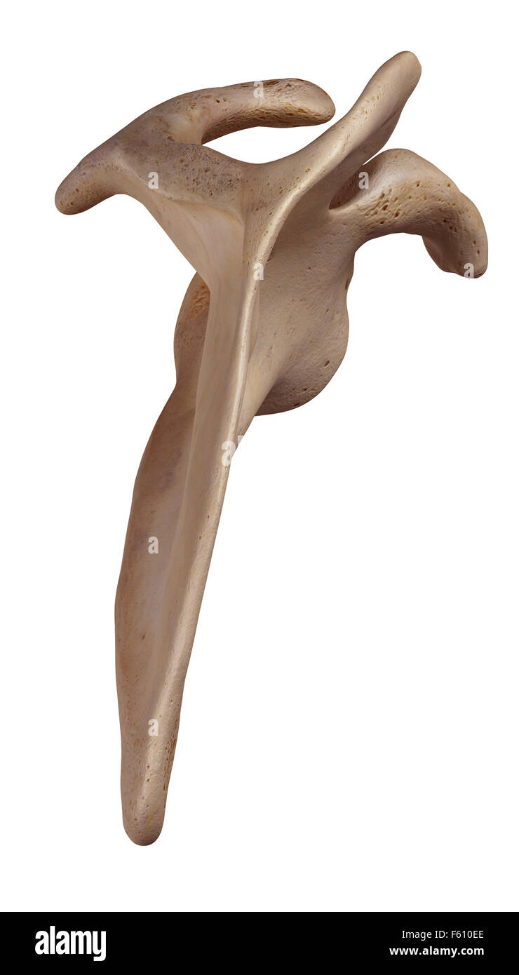 Right Scapula Lateral View