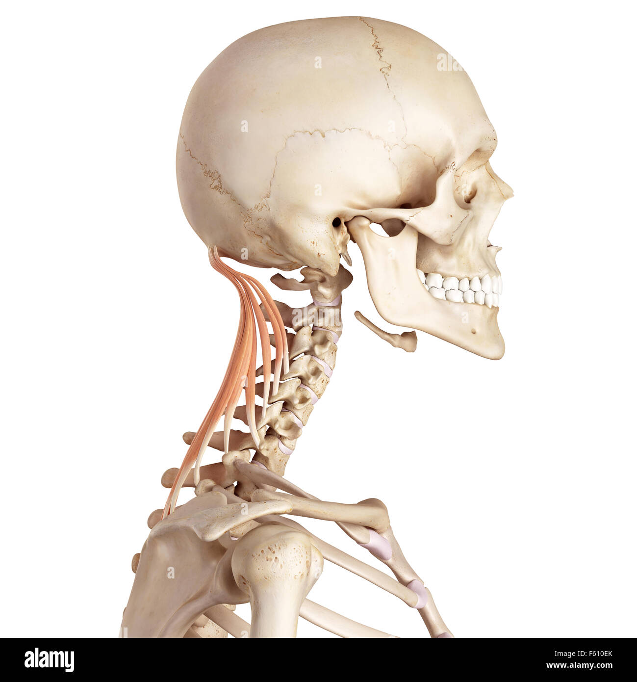 Semispinalis capitis hi-res stock photography and images - Alamy