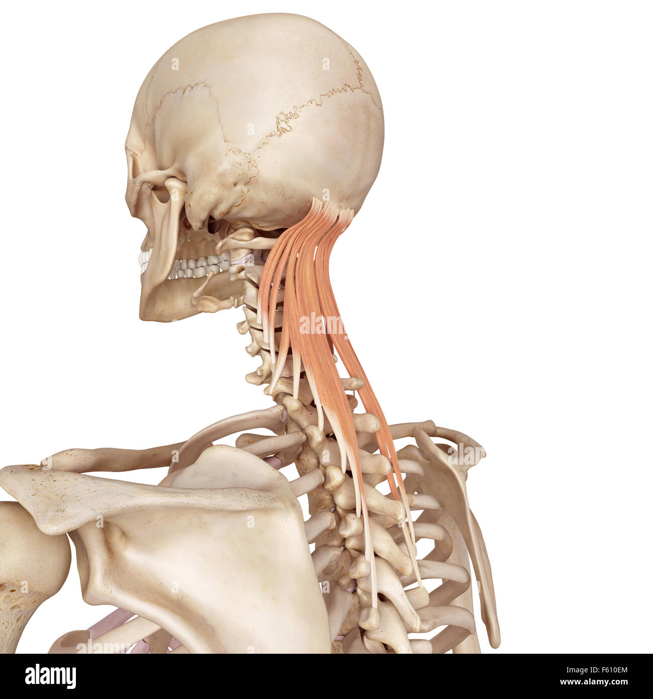 Semispinalis capitis hi-res stock photography and images - Alamy