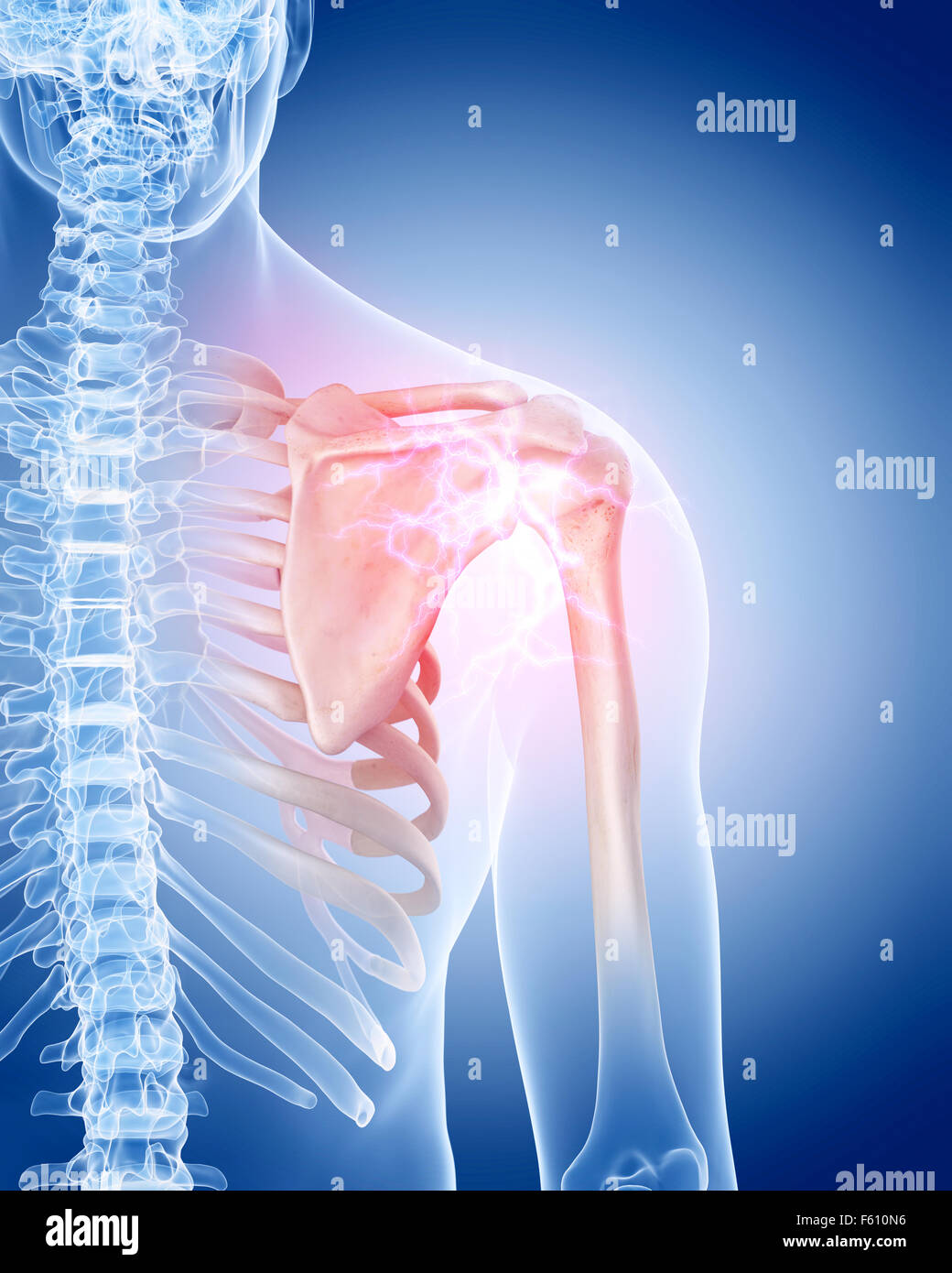 Shoulder bone hi-res stock photography and images - Alamy