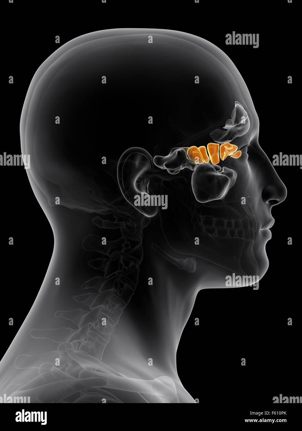 Ethmoidal sinus hi-res stock photography and images - Alamy
