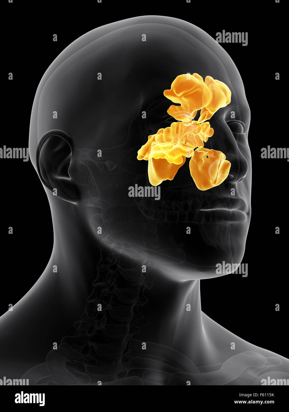 Human sinuses illustration hi-res stock photography and images - Alamy