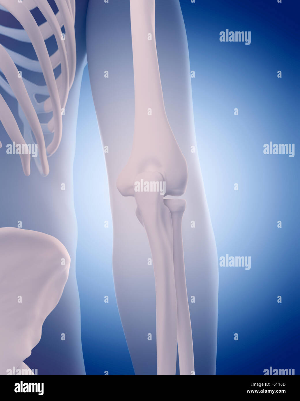medically accurate illustration - bones of the elbow Stock Photo - Alamy