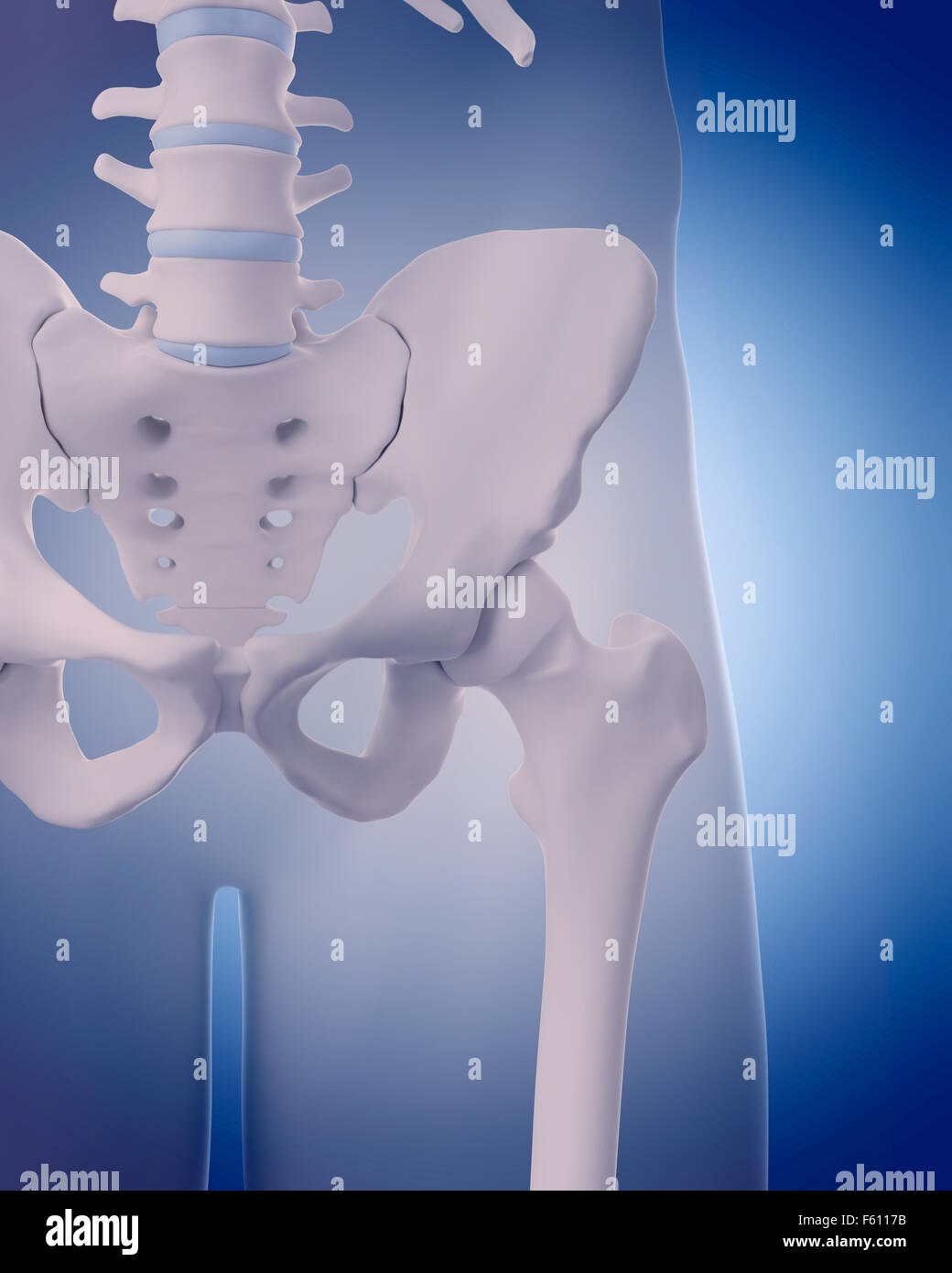 Male pelvis bones hi-res stock photography and images - Alamy