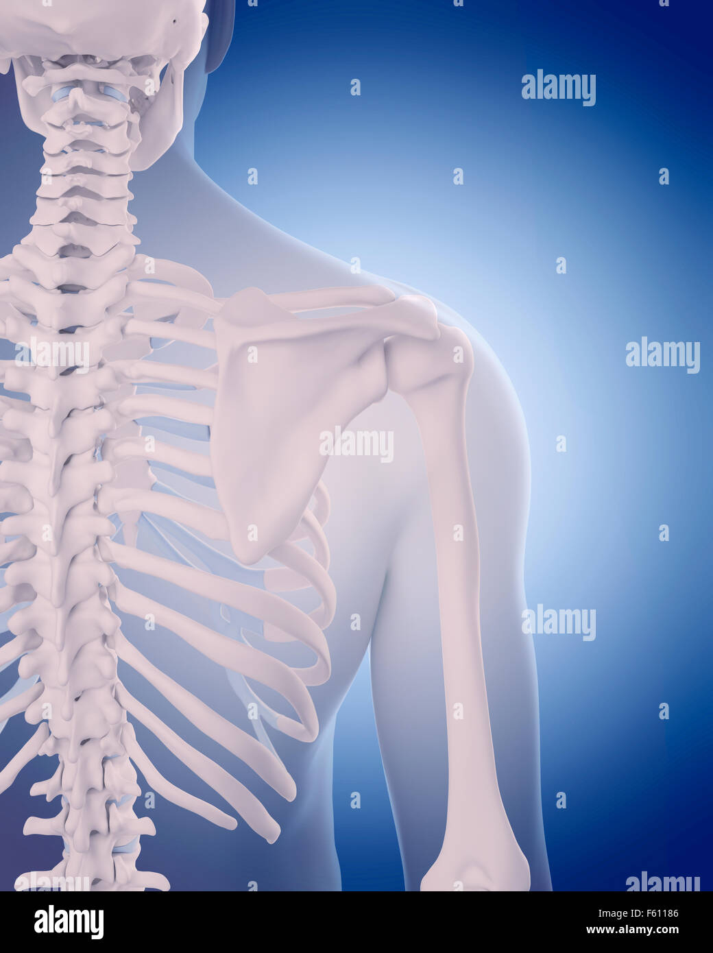 Shoulder bone hi-res stock photography and images - Alamy