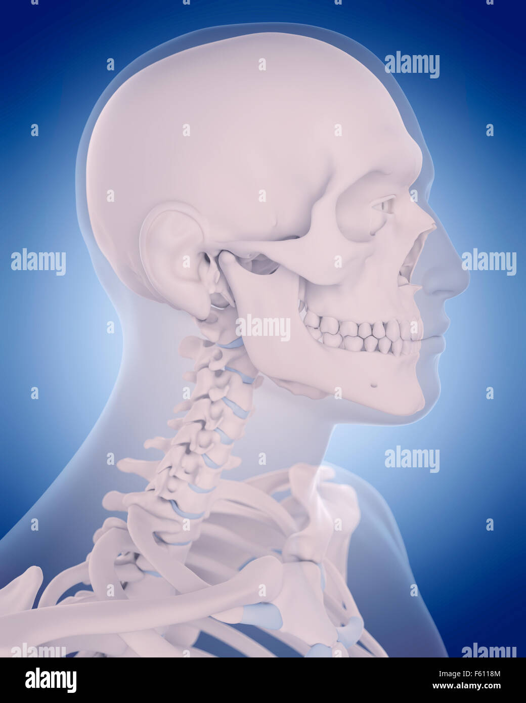 medically accurate illustration - bones of the neck Stock Photo - Alamy
