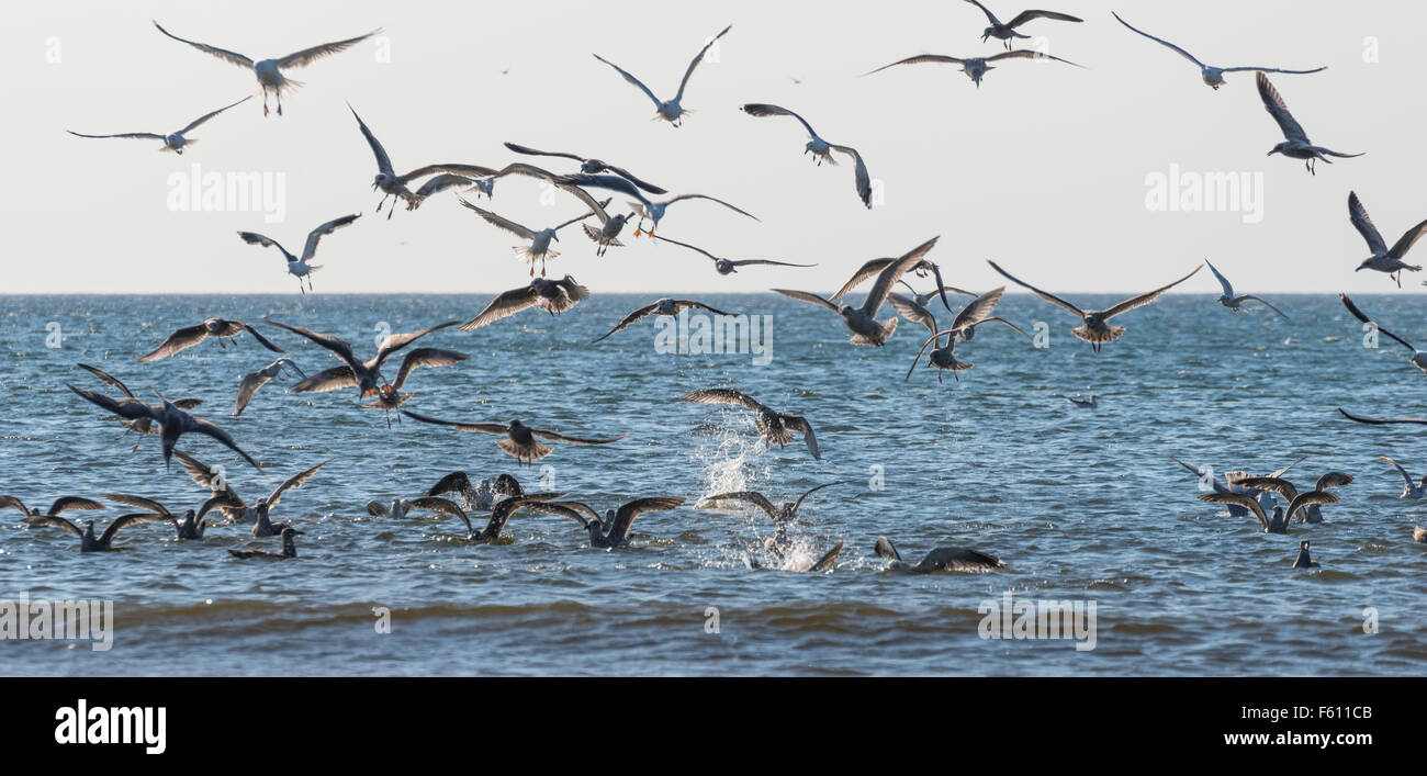 Colony of seagulls (Laridae) fishing, North Sea, Denmark Stock Photo ...