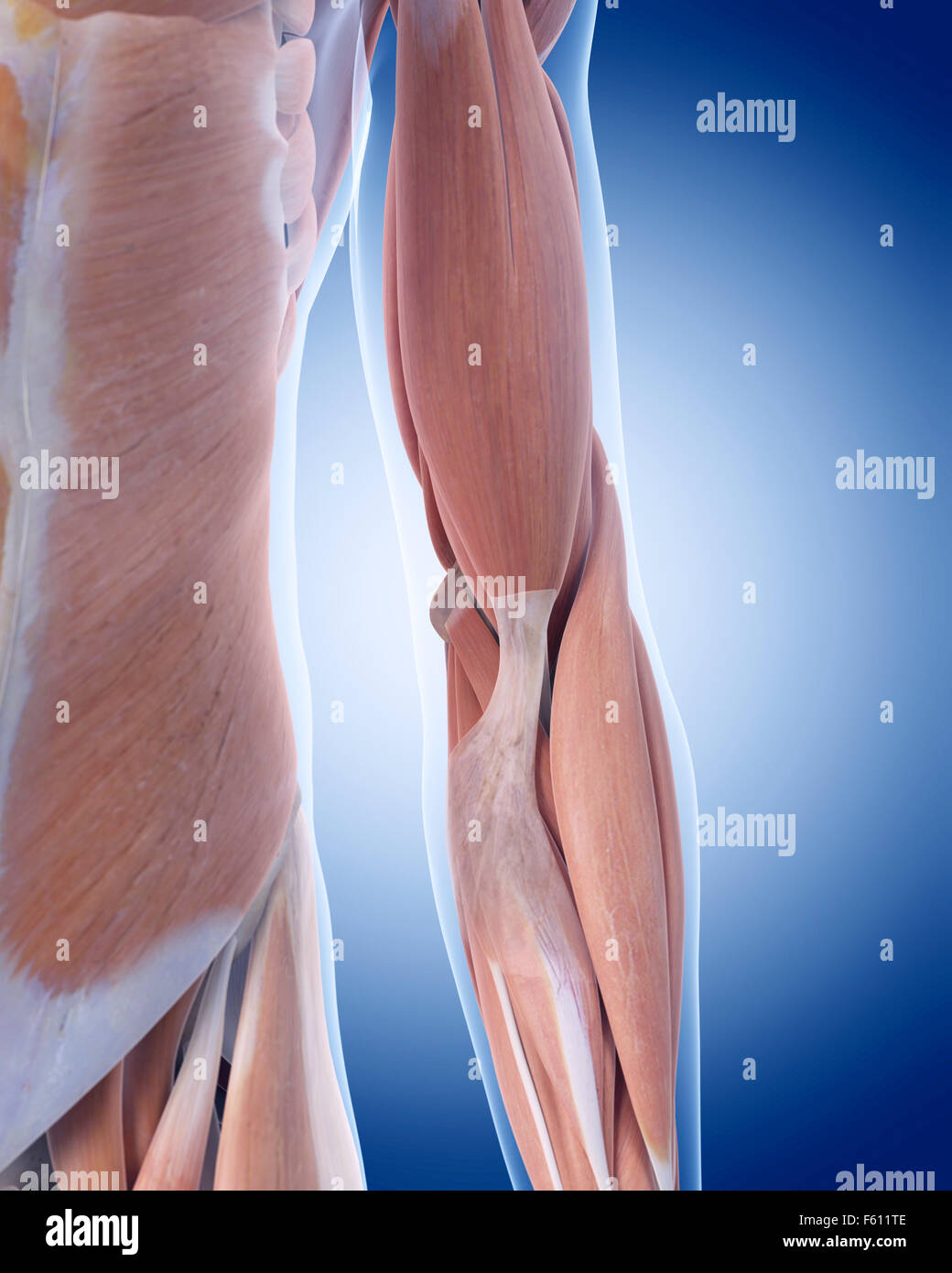 Elbow joint anatomy hi-res stock photography and images - Alamy