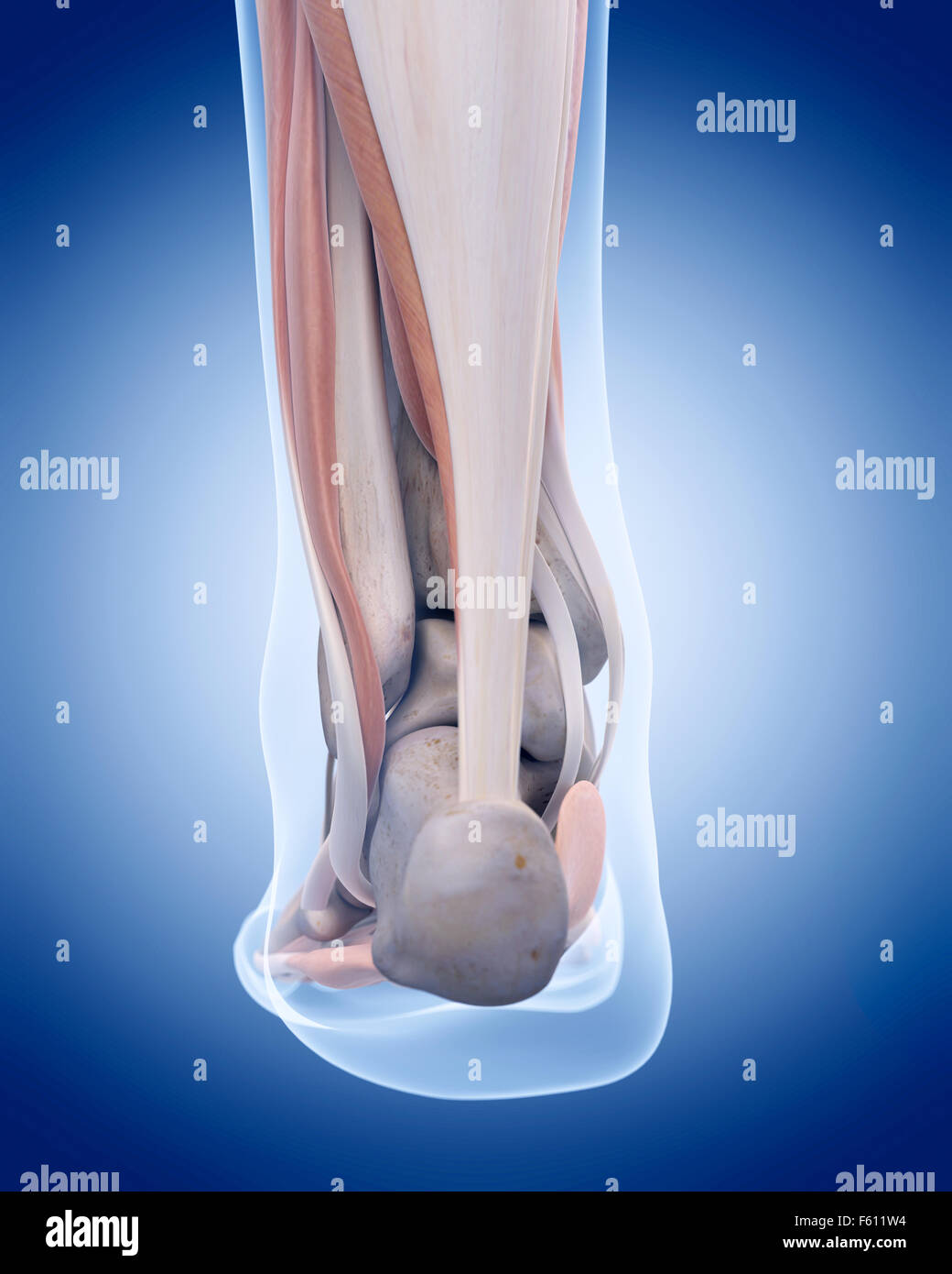 medically accurate illustration of the achilles tendon Stock Photo - Alamy