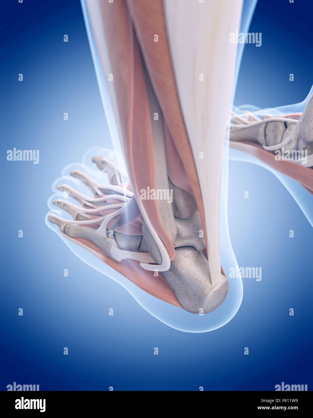 Achilles tendon male anatomy hi-res stock photography and images - Alamy