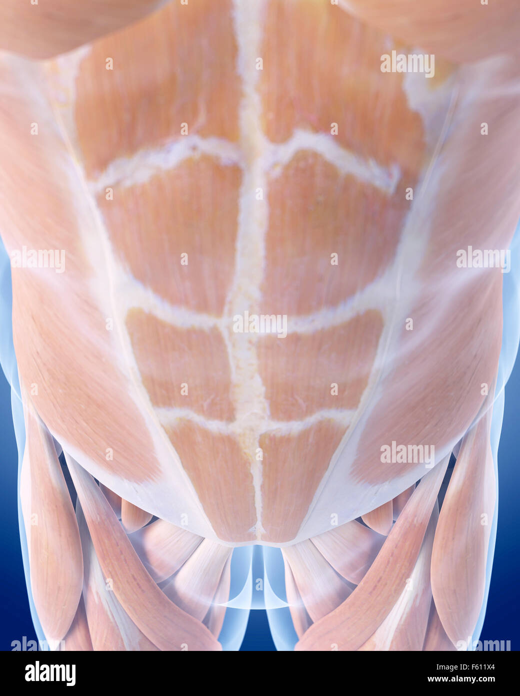 medically accurate illustration of the abdominal muscles Stock Photo ...