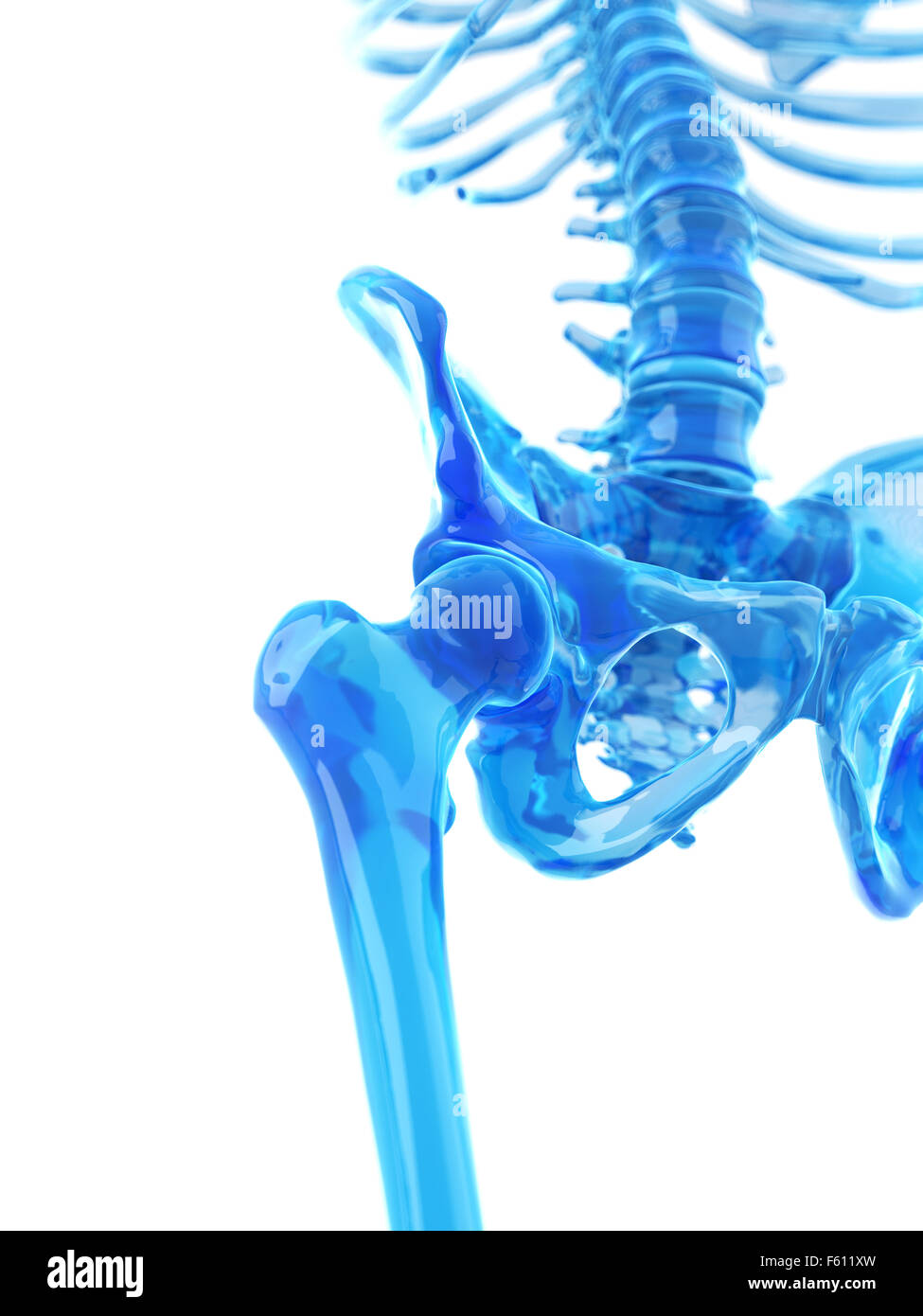 medically accurate illustration of the hip joint Stock Photo - Alamy