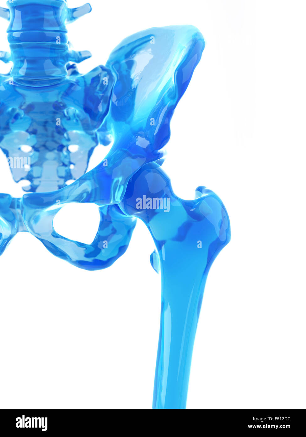Human hip bones hi-res stock photography and images - Alamy