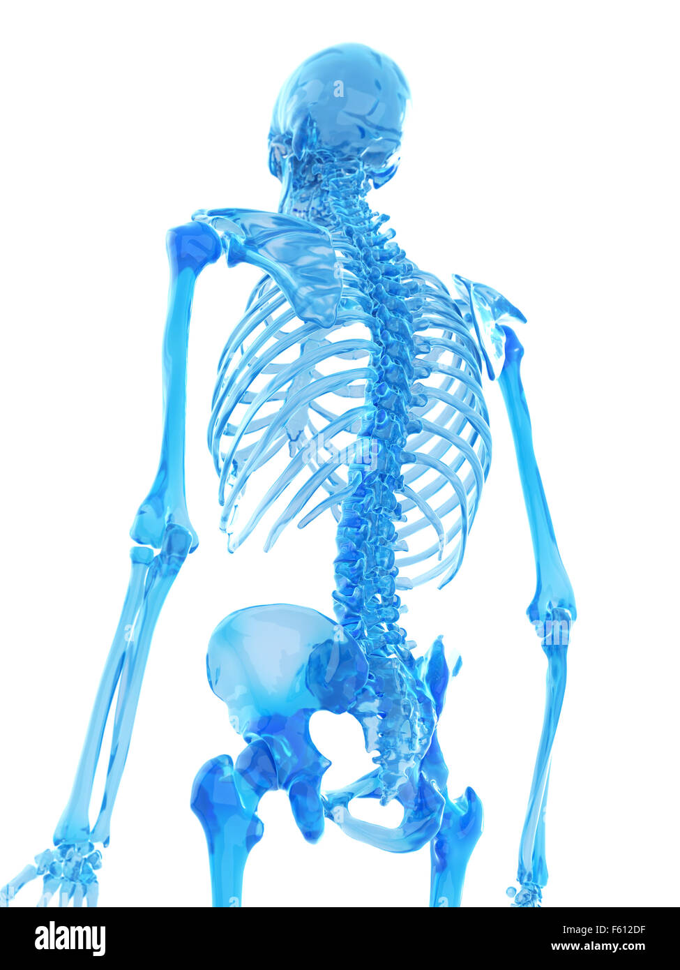 Spine anatomy hi-res stock photography and images - Alamy