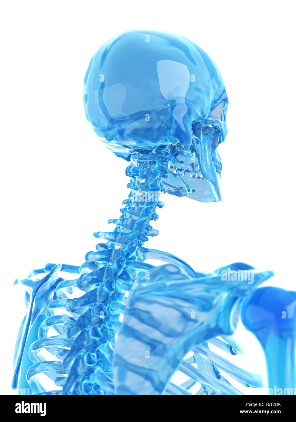 medically accurate illustration of spine Stock Photo - Alamy