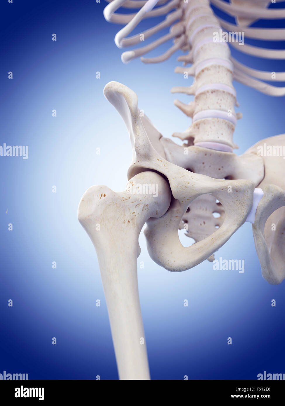 Femur hi-res stock photography and images - Alamy