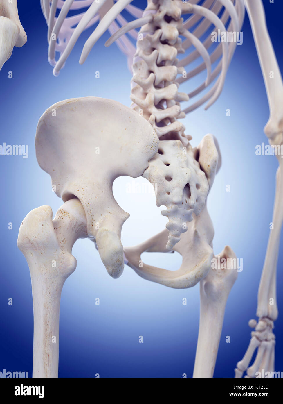 Femur and hip joint hi-res stock photography and images - Alamy