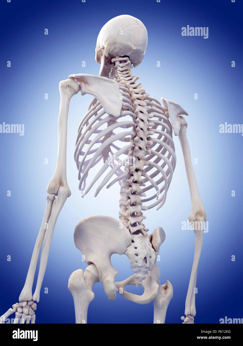 medically accurate illustration of the spine Stock Photo - Alamy